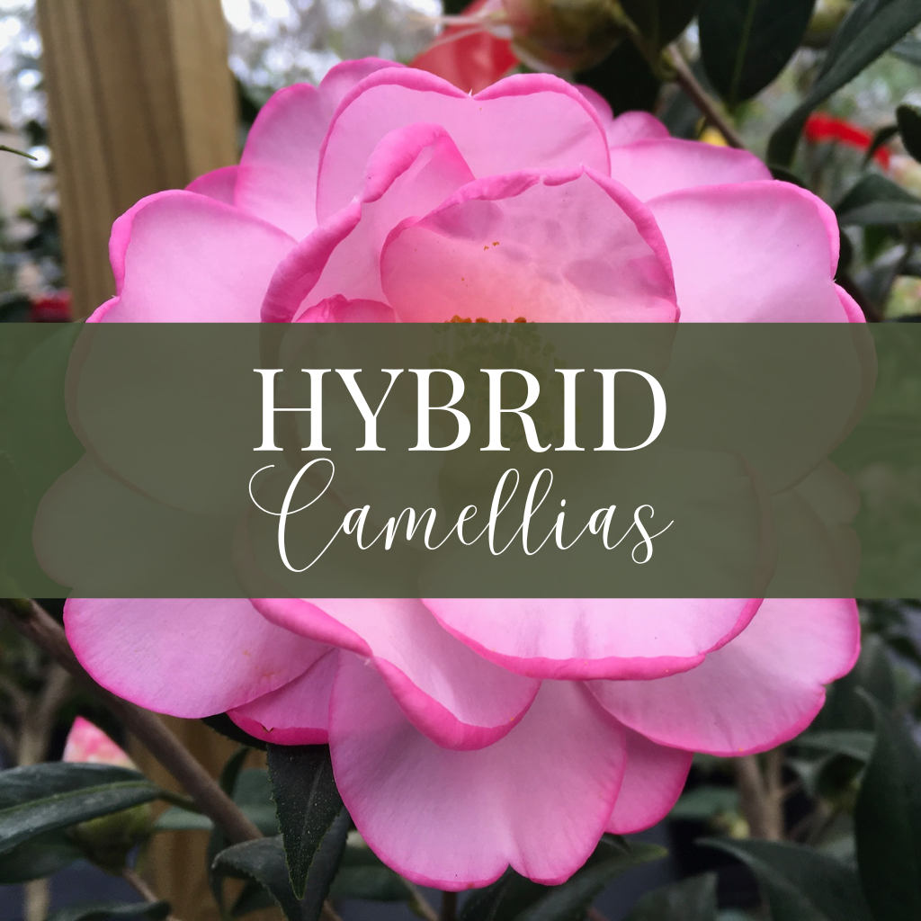 Hybrid Camellias | Gene's Camellia World