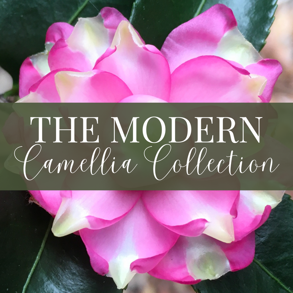 The Modern Camellia Collection (1-49 Years Old) – Gene's Camellia World
