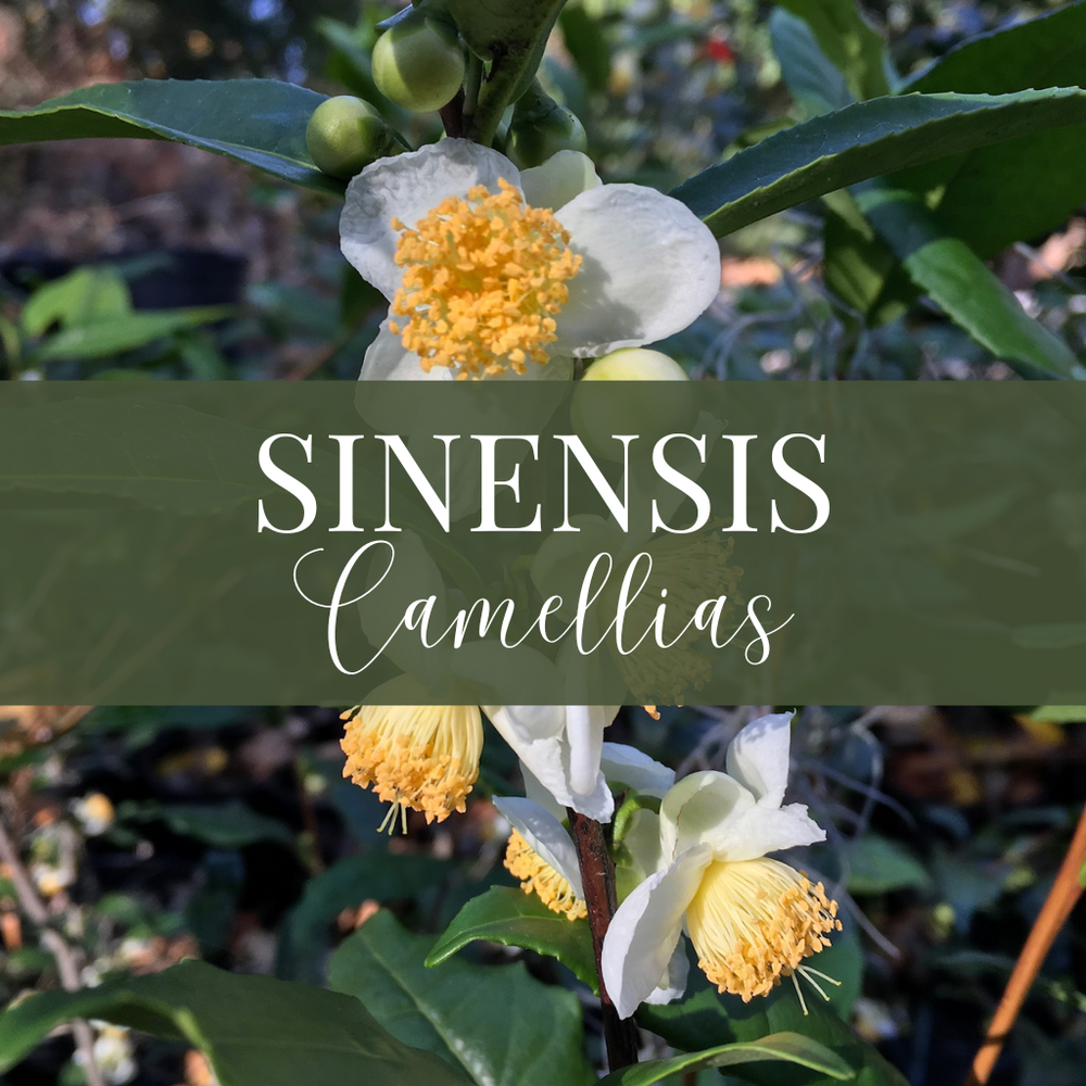 Our Camellias – Gene's Camellia World